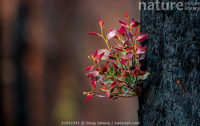 Stock photo of Eucalyptus tree (Eucalyptus sp.) showing epicormic ...