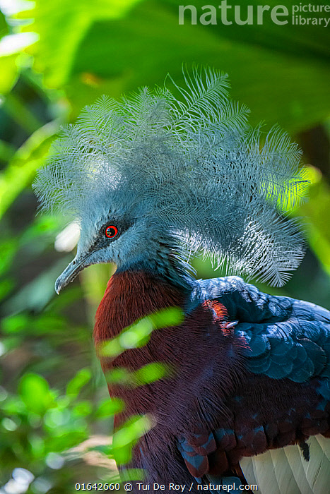 Stock photo of Southern crowned-pigeon (Goura scheepmakeri) Bali Bird ...