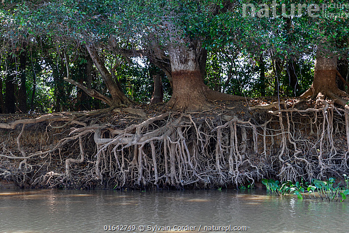 Stock photo of River Cuiaba with roots of a tree exposed on the river ...