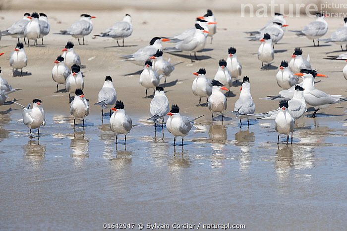 Stock photo of Royal tern (Thalasseus maximus) flock on beach. Puerto ...