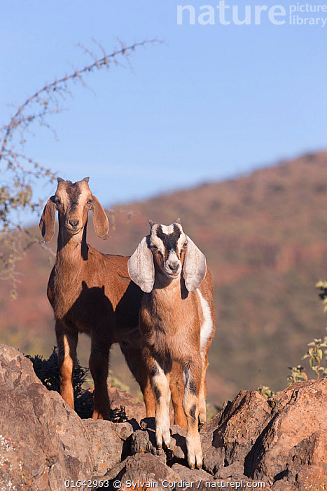 Stock photo of Two Goats standing amongst rocks. San Francisco, Sierra ...