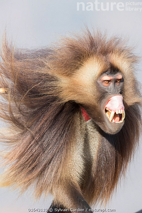 Stock photo of Gelada baboon (Theropithecus gelada), dominant male in ...