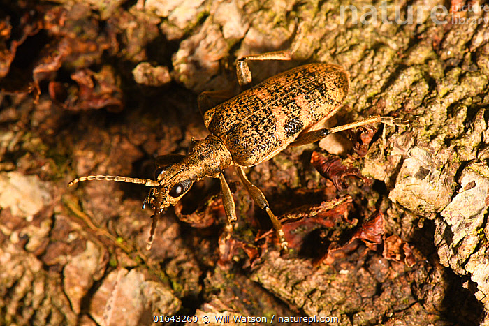 Stock photo of Black-spotted Longhorn Beetle (Rhagium mordax) on fallen ...