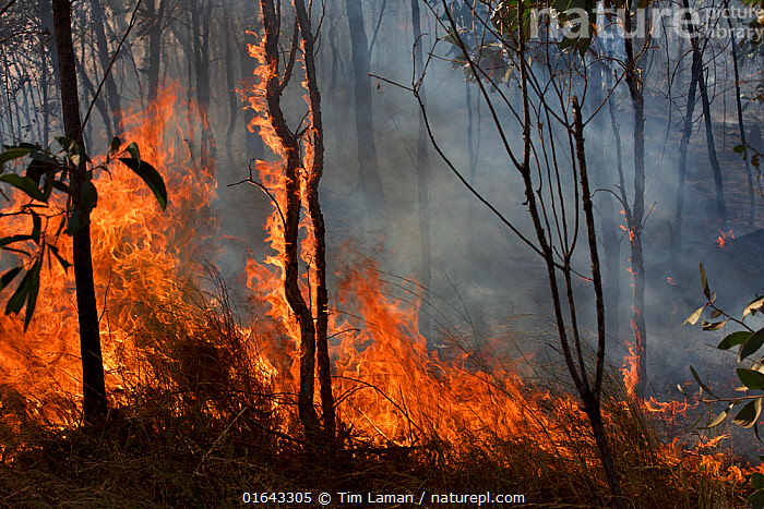Stock photo of Bush fire on the Peninsula Development Road south of ...