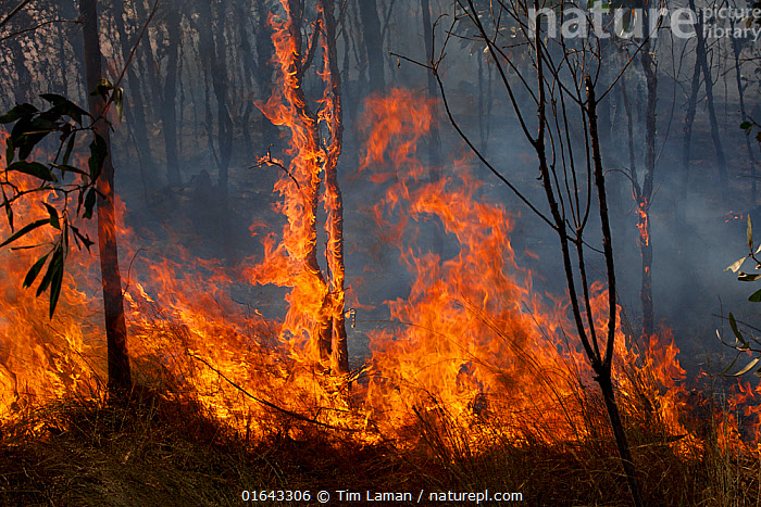 Stock photo of Bush fire on the Peninsula Development Road south of ...