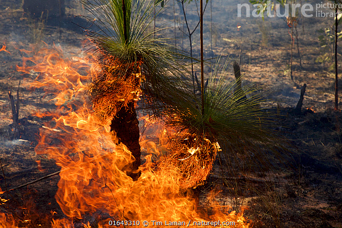 Stock photo of Bushfire and grass trees along the Peninsula Development ...