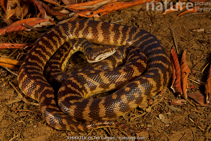 Stock photo of Spotted Python (Antaresia maculosa) Piccaninny Plains ...