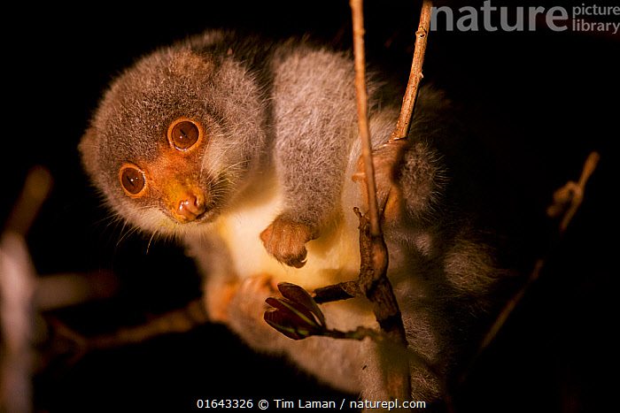 Stock photo of Spotted Cuscus (Spilocuscus maculatus) foraging in a ...