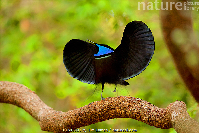 Stock photo of Magnificent riflebird (Ptiloris magnificus alberti) male ...