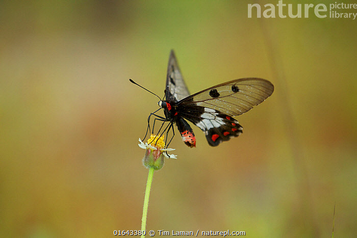 Stock photo of Clearwing swallowtail butterfly (Cressida cressida ...