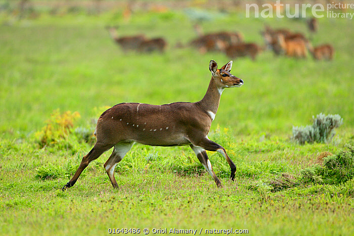 Stock photo of Mountain nyala (Tragelaphus buxtoni) female running at ...