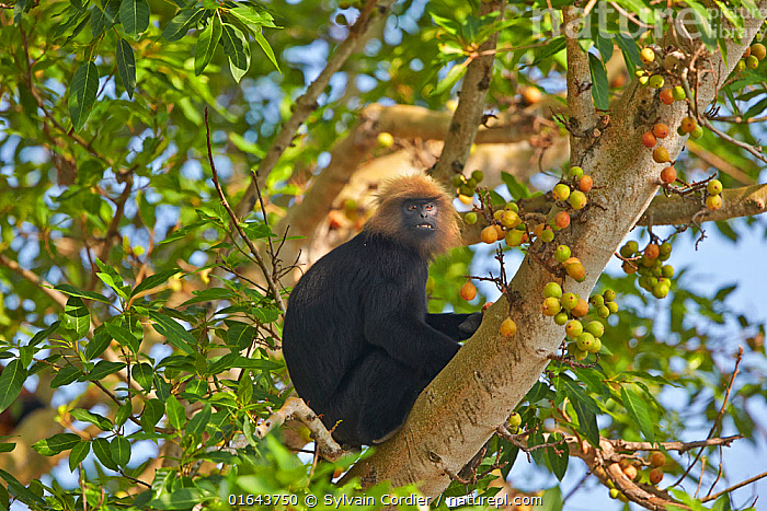 Stock photo of Nilgiri langur (Trachypithecus johnii) Anaimalai ...