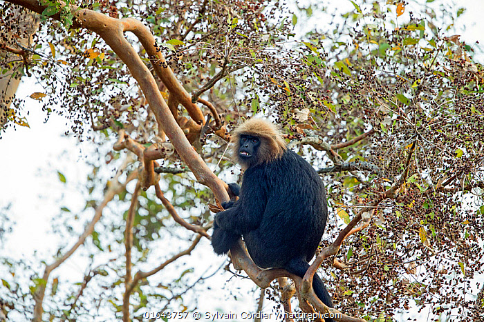 Stock photo of Nilgiri langur (Trachypithecus johnii) Anaimalai ...