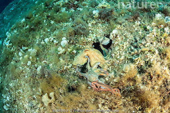 Stock photo of Octopus, (Octopus vulgaris) seeking help from a bigger ...