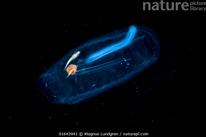 Stock photo of Young fish inside a drifting salp, Balayan Bay, Luzon ...