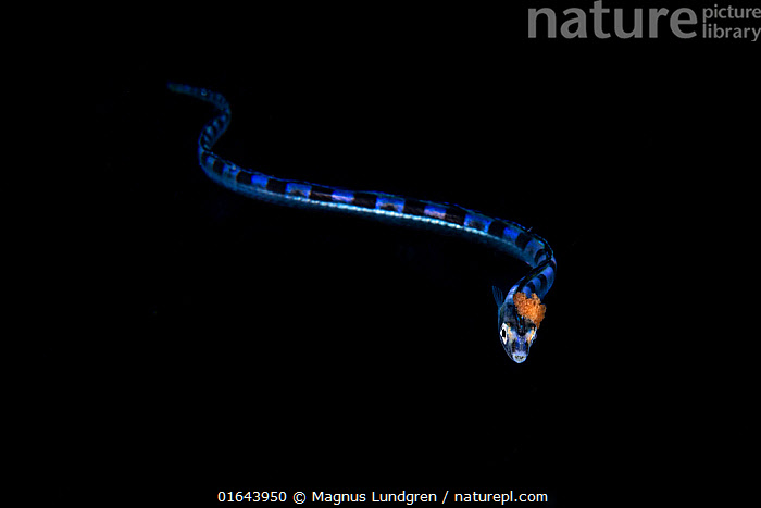 Stock photo of Snake blenny (Xiphasia setifer) swimming in the open ...