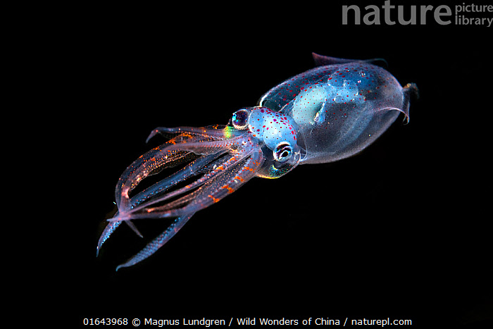 Stock photo of Diamond squid (Thysanoteuthis rhombus) juvenile (2 cm ...