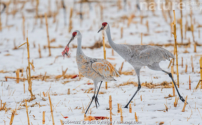 Stock photo of Sandhill crane (Antigone canadensis) with gopher prey ...