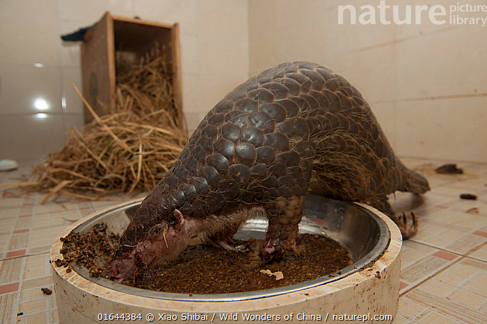 Stock photo of A Chinese pangolin (Manis pentadactyla) recovering from ...