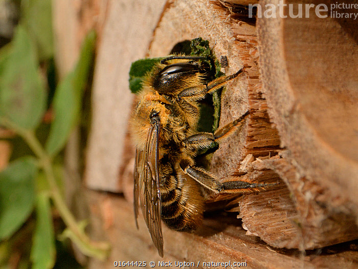 Stock photo of Leafcutter / Rose-cutter bee (Megachile willughbiella ...