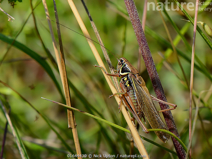 Stock photo of Roesel's bush cricket (Metrioptera roeseli) male, long ...