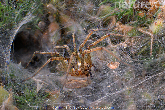 Stock photo of Common labyrinth spider (Agelena labyrinthica) male on ...