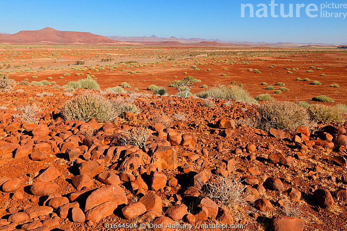Stock photo of Landscape with endemic Damara milk-bushes (Euphorbia ...