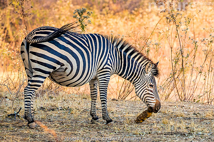 Crawshays Zebra