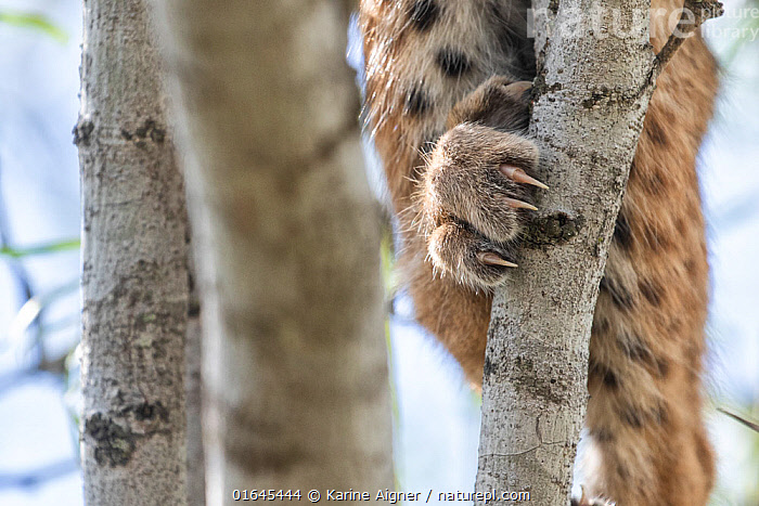 How Does A Bobcat Claws Look Curious Nature: Identifying Cat Tracks In