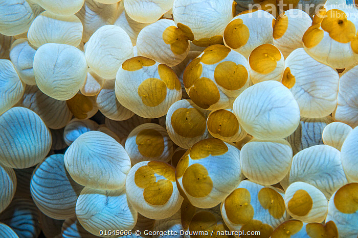 Stock photo of Acoel flatworm (Waminoa sp) group on Bubble coral ...