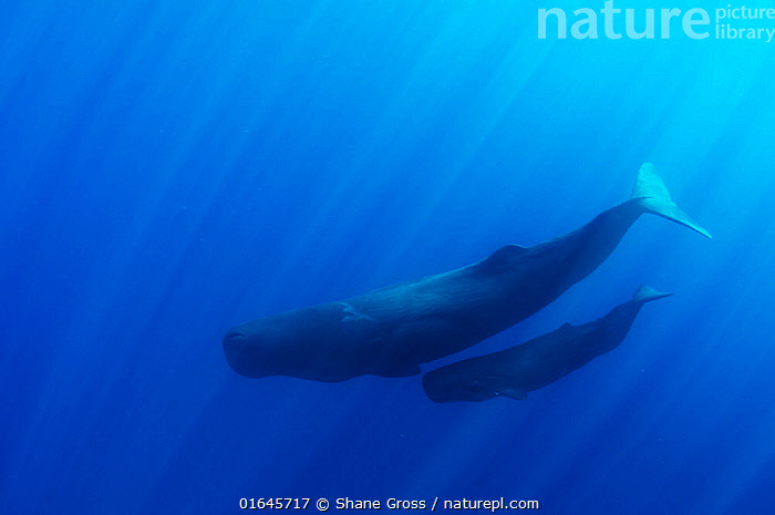 Stock photo of Sperm whale (Physeter macrocephalus) mother and calf, Sri Lanka. March ...