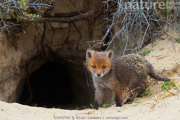 Stock photo of Red fox (Vulpes vulpes) cub age five weeks, at den in ...