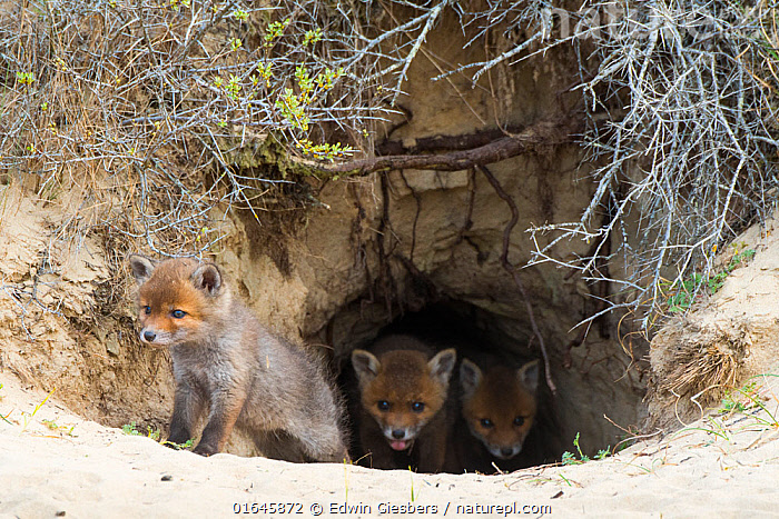 Stock photo of RF - Red fox (Vulpes vulpes) cubs age five weeks, at den ...