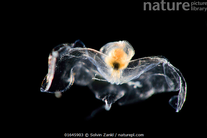 Stock photo of Sea butterfly (Cymbulia peronii) originally classed as ...