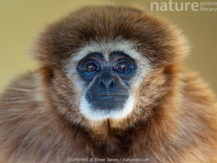 Gibbon Face