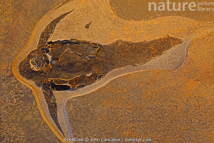Stock photo of Fossil Placoderm fish (Pterichthodes milleri) from the ...
