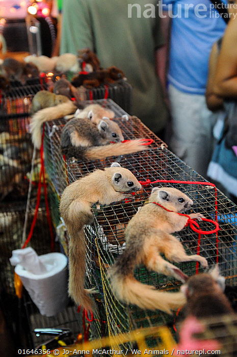 Stock photo of Small mammals (rodents) tied to cages with string at the ...