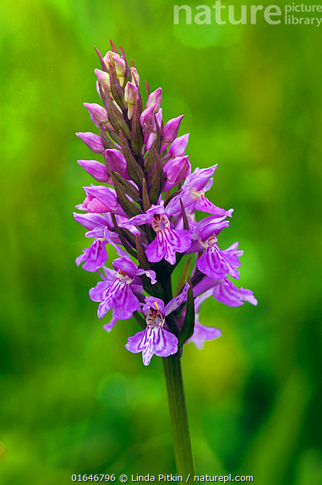 Stock photo of Hybrid orchid, Common spotted orchid x Southern marsh ...