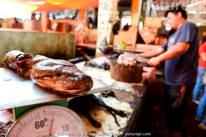 Stock photo of A python being butchered at the Tomohon food market ...