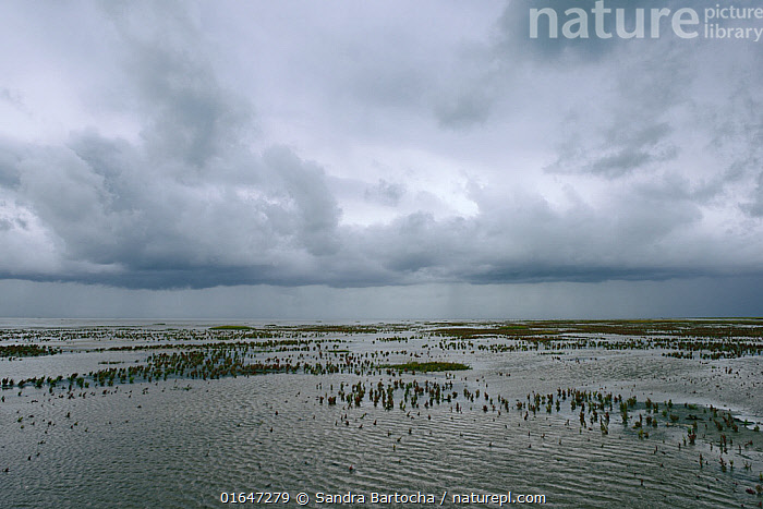 Stock photo of Low tide, St. Peter Ording, Westerhever lighthouse with ...
