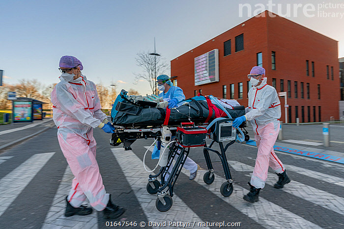 Stock photo of MICU team from the Radboud university transferring a ...