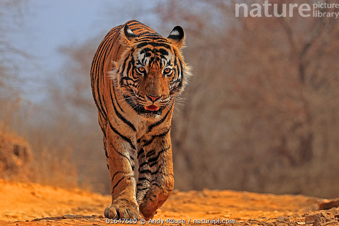 Stock photo of RF - Bengal tiger (Panthera tigris) tigress 'Arrowhead ...