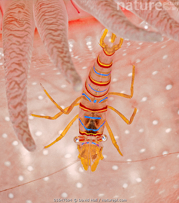 Stock photo of Candy stripe shrimp (Lebbeus grandimanus), a commensal ...