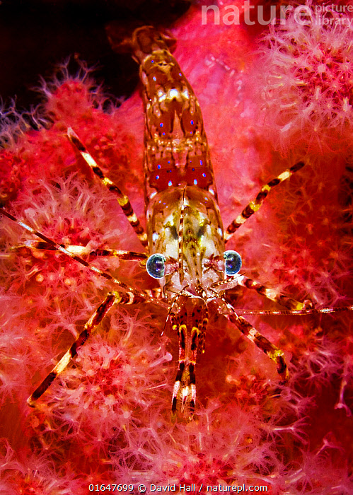 Stock photo of Coonstripe shrimp (Pandalus danae) in soft coral coral ...