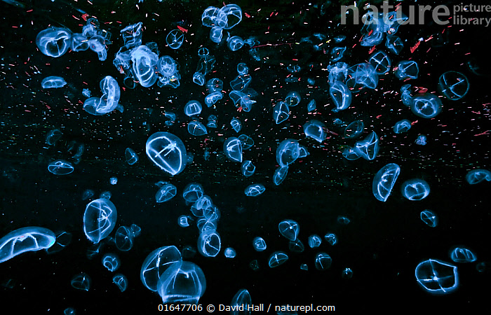 Stock photo of Cross jellyfish (Mitrocoma cellularia) swarm at night ...