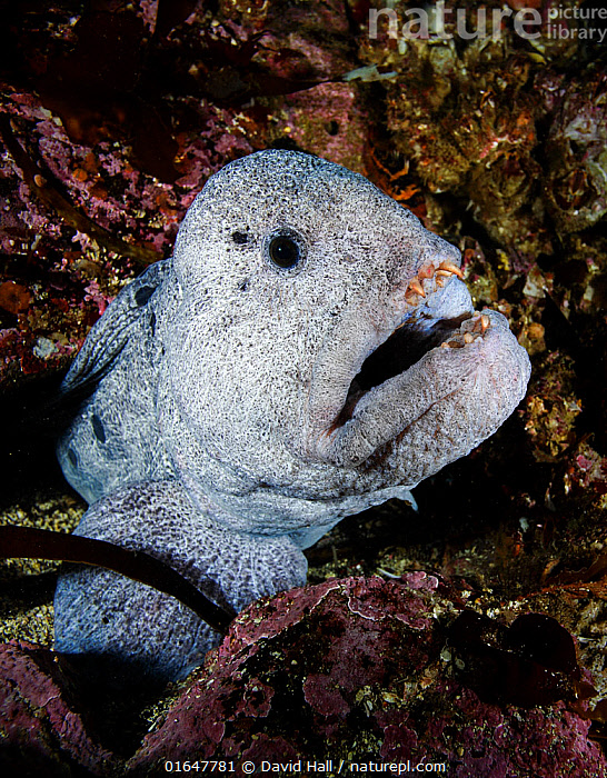 Stock photo of Wolf eel (Anarrhichthys ocellatus) Croker Rock, Queen ...