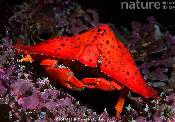 Stock photo of Umbrella Crab (Crytptolithodes sitchensis) portrait ...