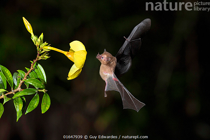 Stock photo of Orange Nectar Bat (Lonchophylla robusta) feeding on ...