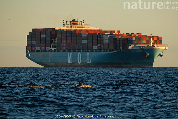 Stock photo of Long-beaked common dolphins (Delphinus capensis) and ...