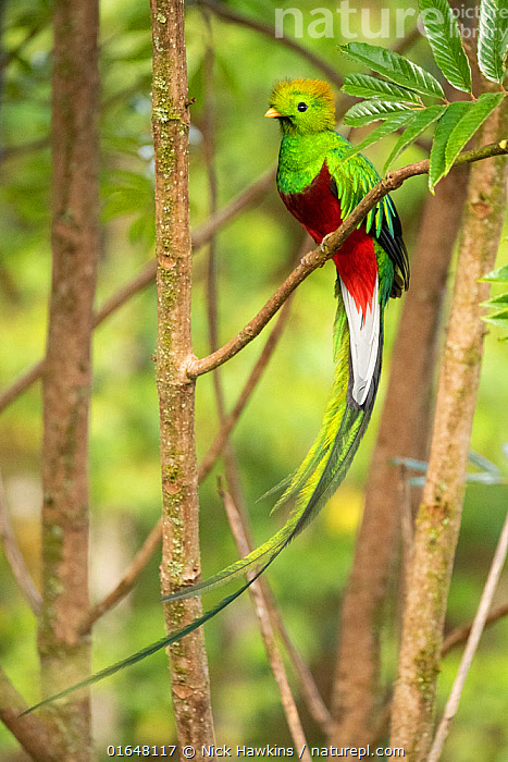 Quetzal Bird Wallpaper Resplendent Quetzal (Pharomachrus Mocinno),